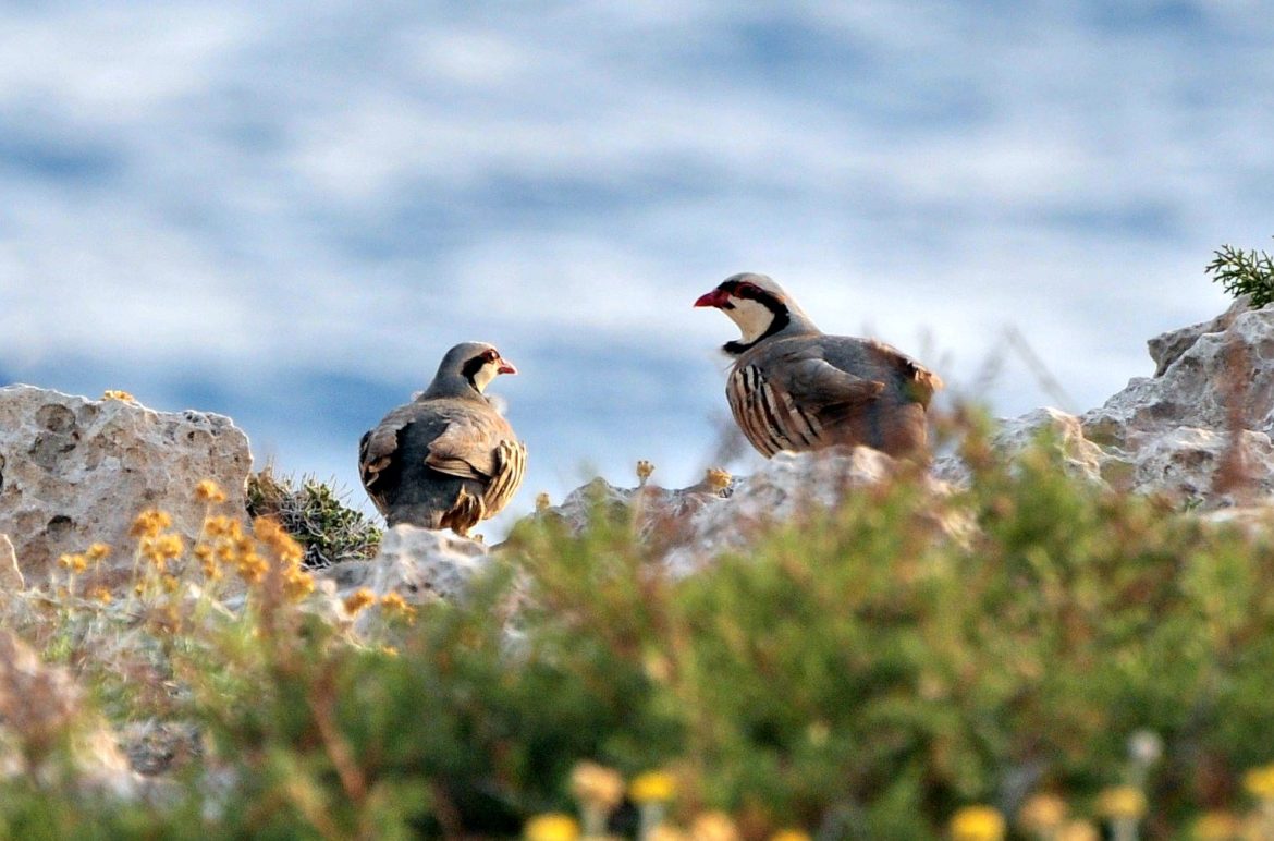 North Cyprus Wildlife - Essential Cyprus